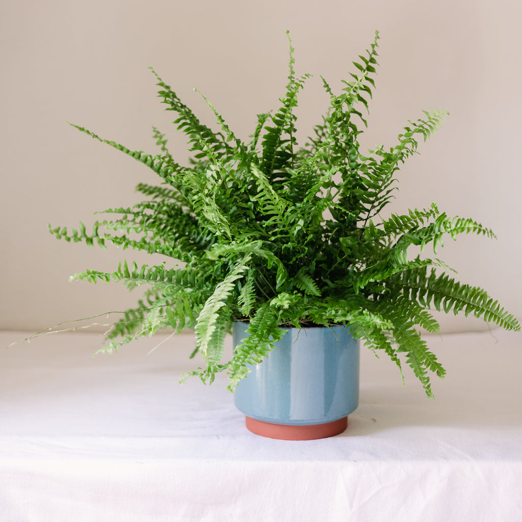 Potted Ferns Boston Fern Plant For Sale Singapore | Flowers And Kisses